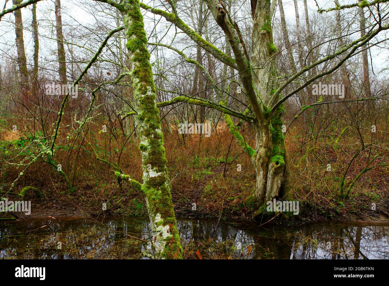 Red alder trees hi-res stock photography and images - Alamy