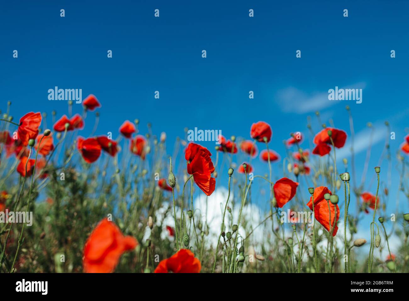 Bush poppy tree poppy hi-res stock photography and images - Alamy