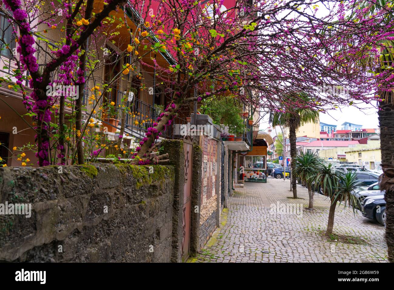 Judas tree athens hi-res stock photography and images - Alamy
