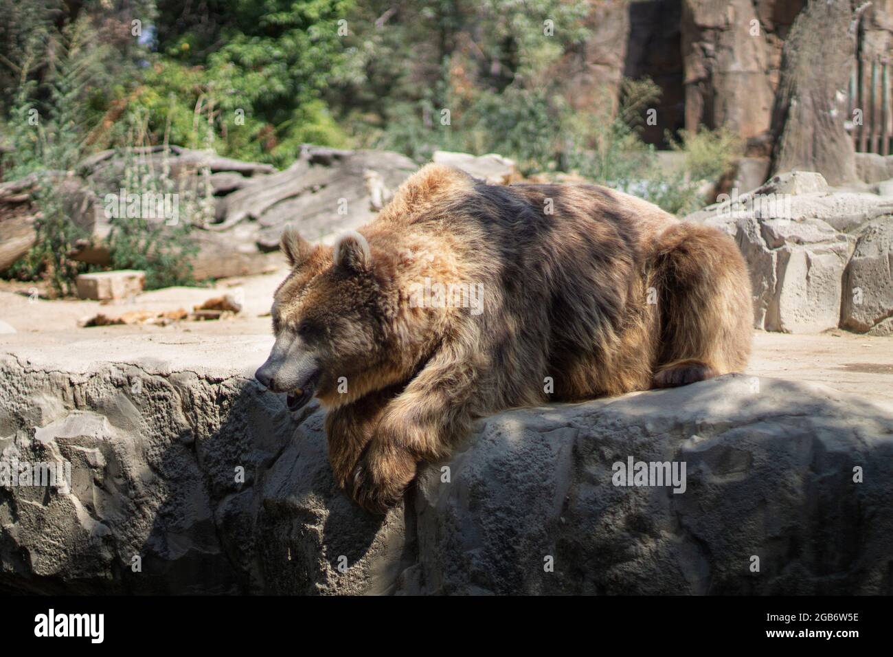 Brown bear lying in the shade resting on a summer day at a zoo Stock ...