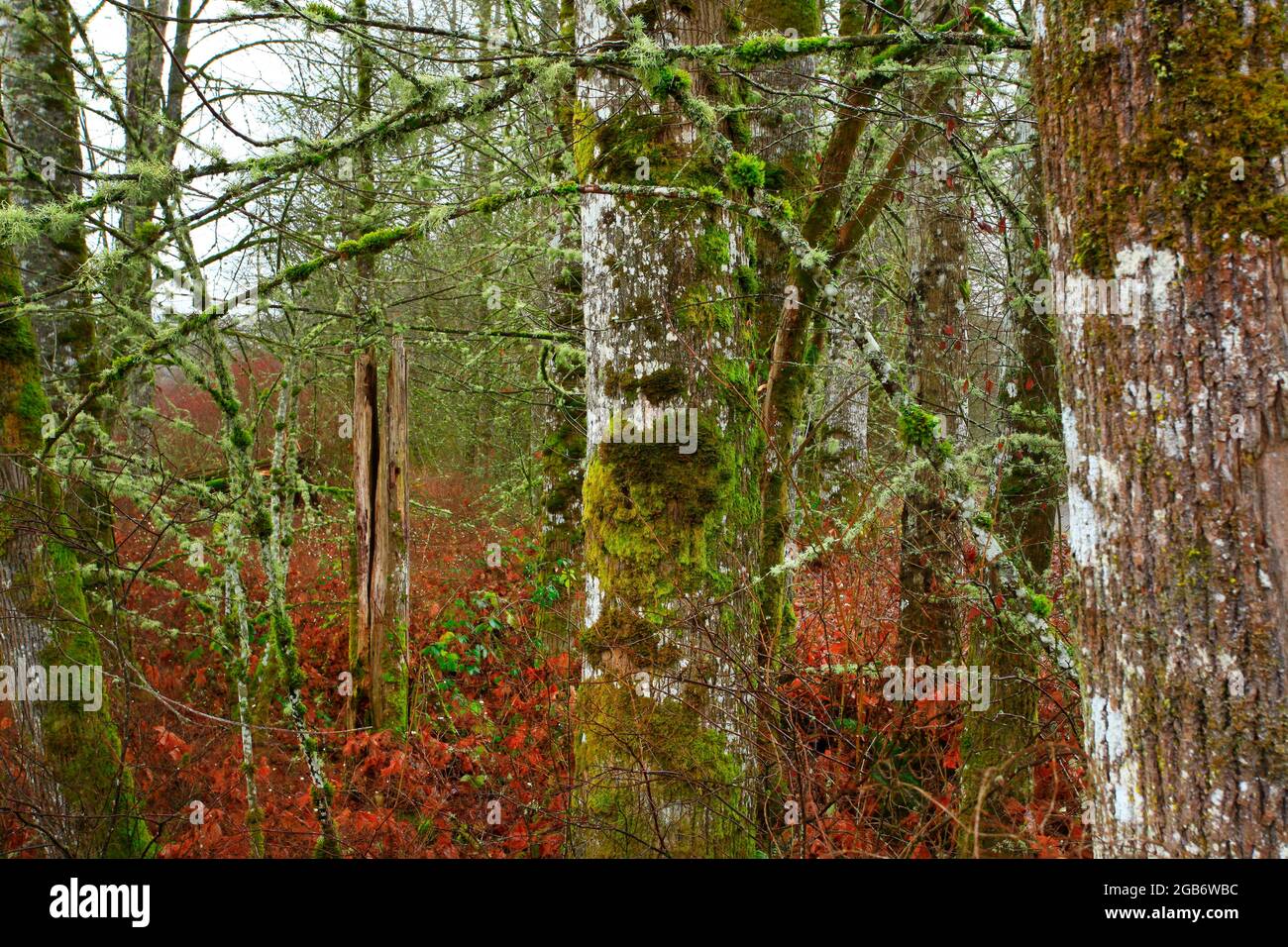 a exterior picture of an Pacific Northwest wetlands with Red alder tree ...