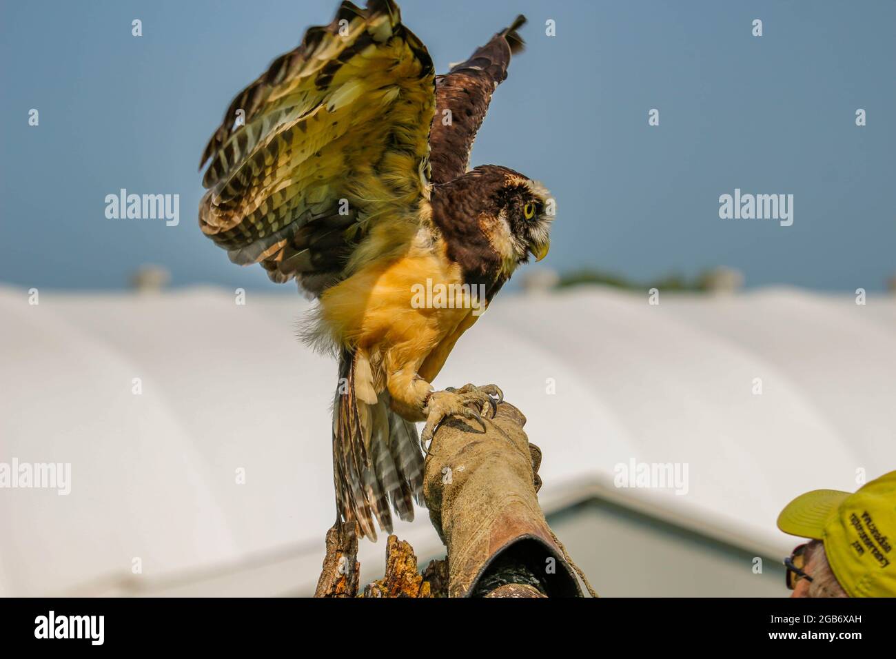 Simcoe, Canada, July 31 2021: Editorial photo of a bird handler ...