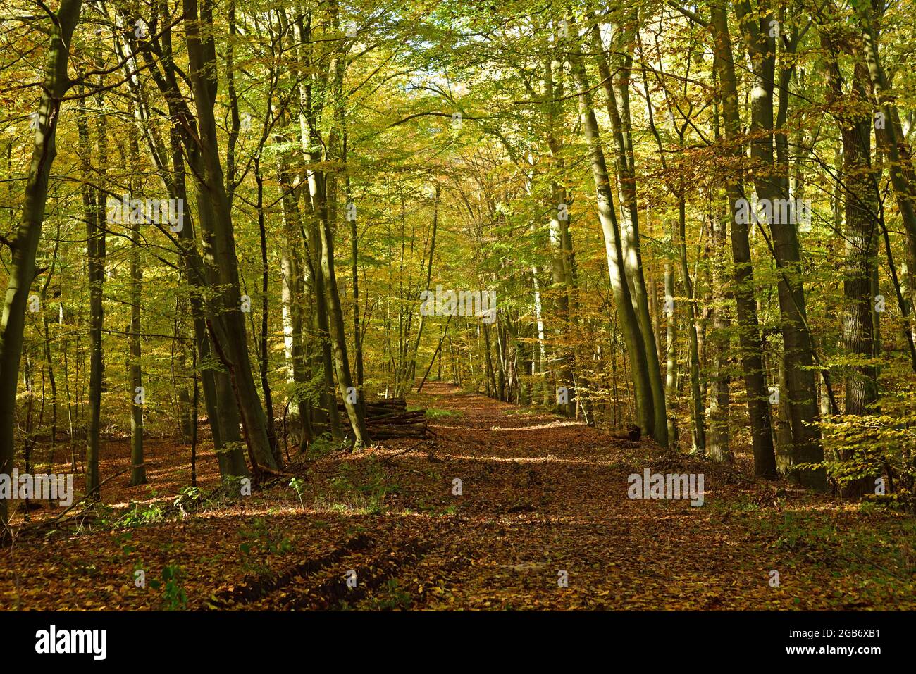 geography / travel, Germany, Lower Saxony, autumnal forest, forest ...