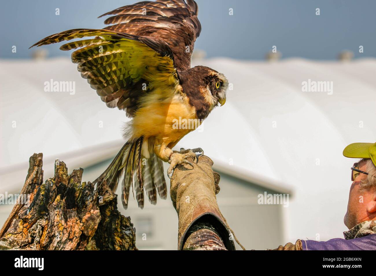 Simcoe, Canada, July 31 2021: Editorial photo of a bird handler ...