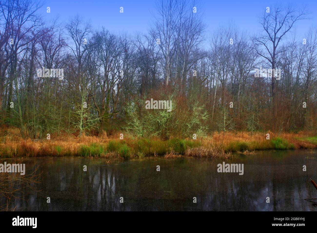 a exterior picture of an Pacific Northwest forest and wetlands Stock ...