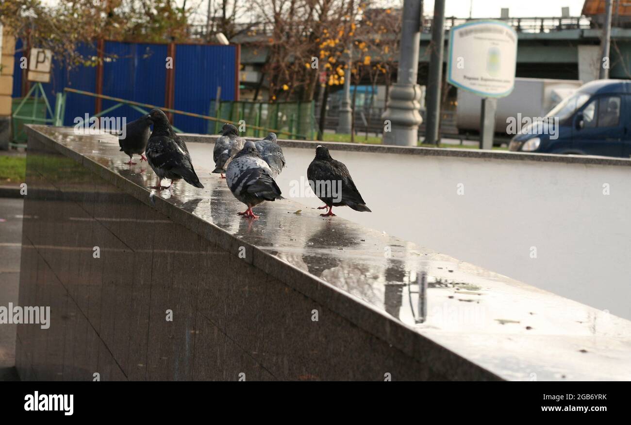 dove on granite parapet at autumn Stock Photo - Alamy