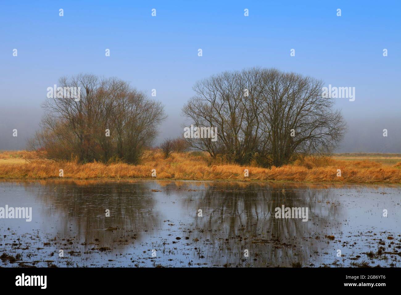 a exterior picture of an Pacific Northwest wetlands and Red willow ...