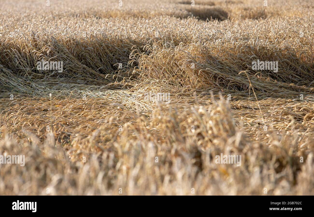 wind and weather damage on a wheat field Stock Photo - Alamy