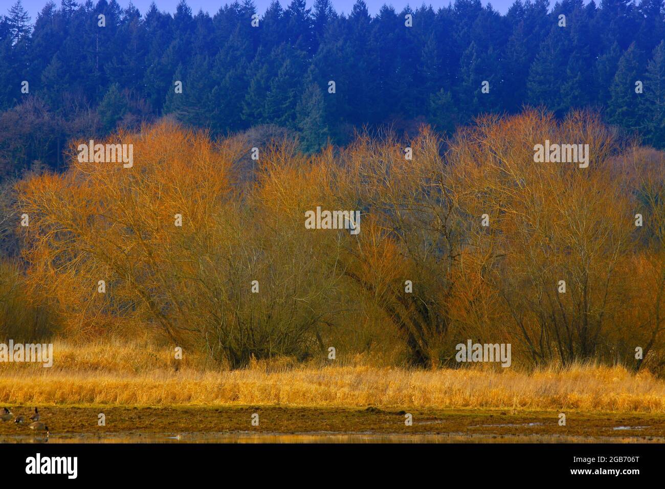 a exterior picture of an Pacific Northwest wetlands and Red willow ...