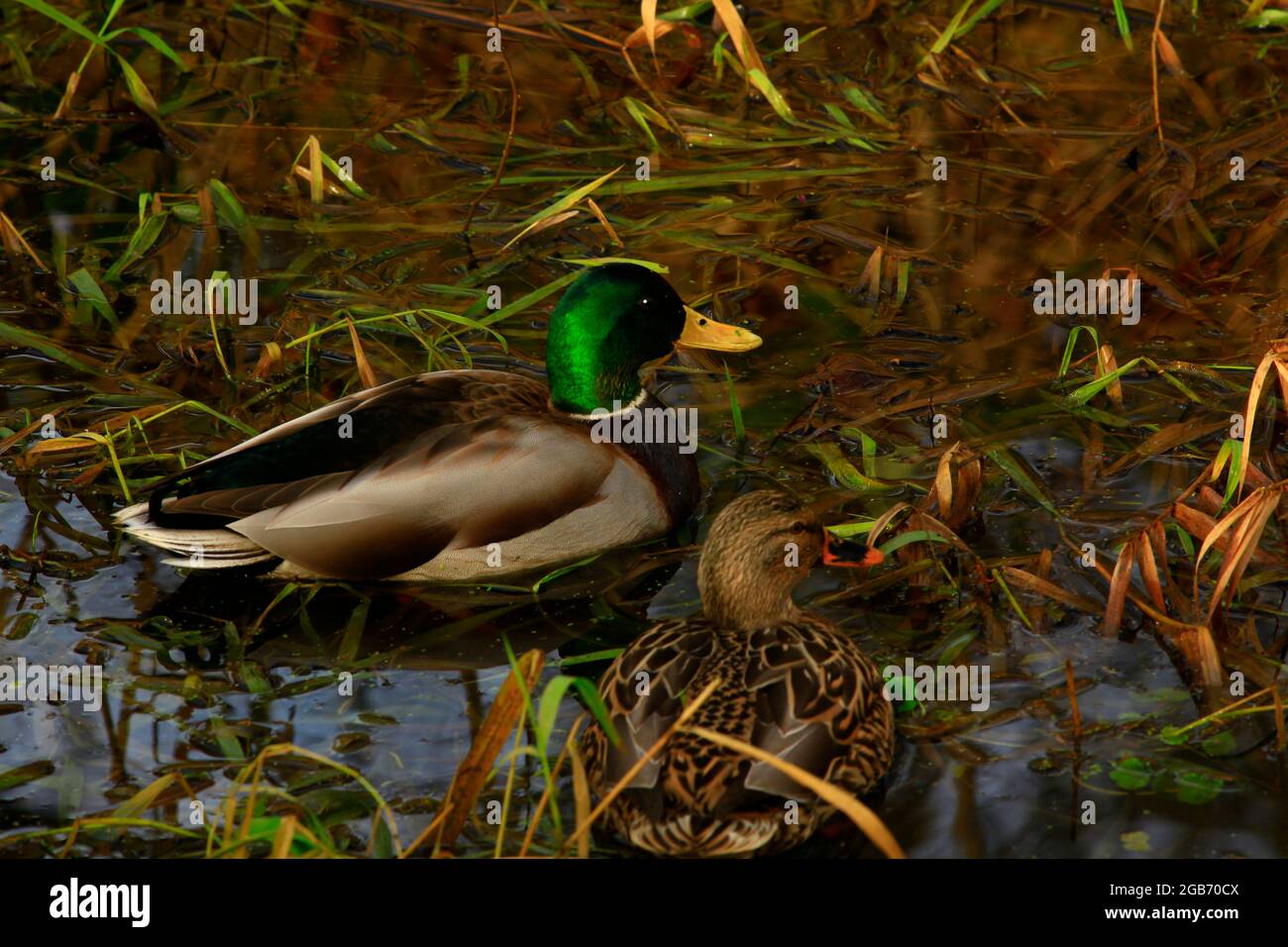 a exterior picture of an Pacific Northwest wetlands with female and ...