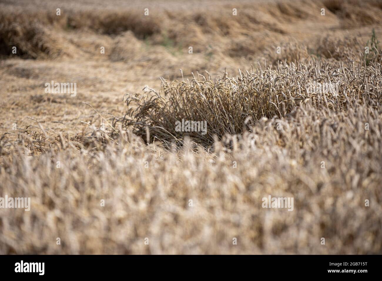 Wind storm damage farm crop High Resolution Stock Photography and ...