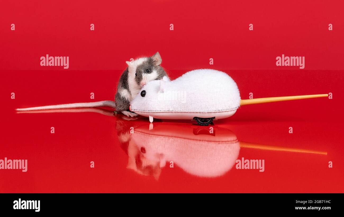 Mechanical mouse hi-res stock photography and images - Alamy