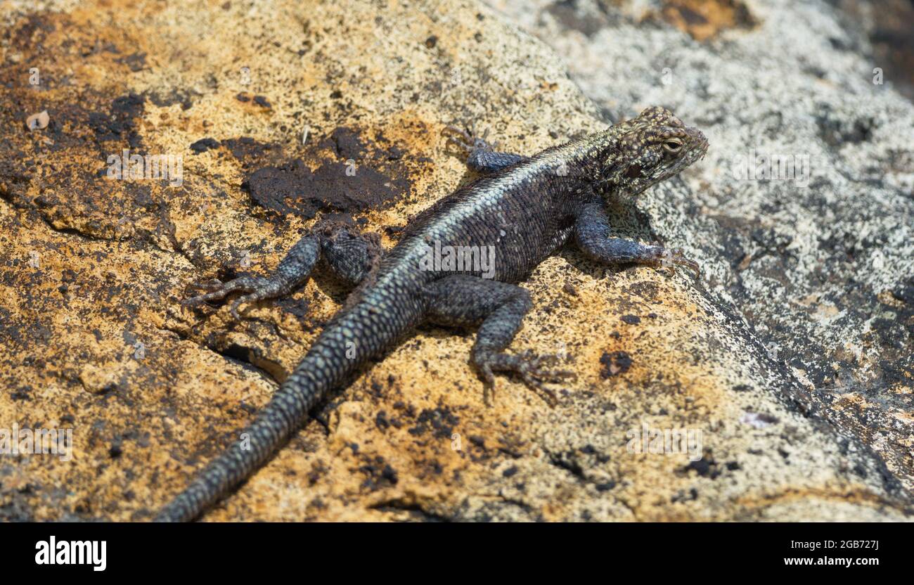 Dragon lizards hi-res stock photography and images - Alamy