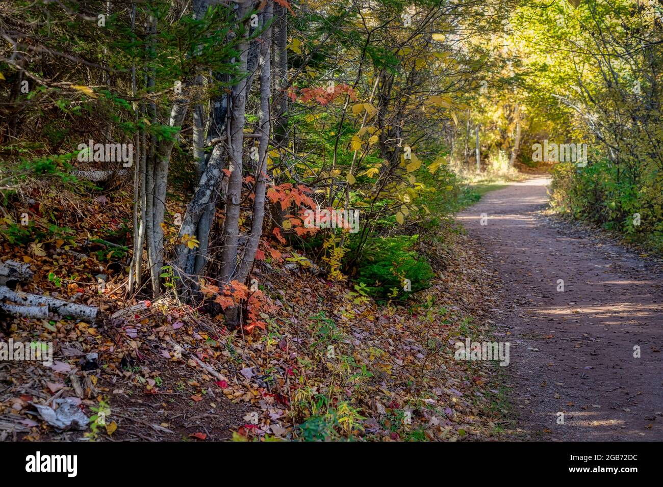 Hiking trails through the autumn woods Stock Photo - Alamy