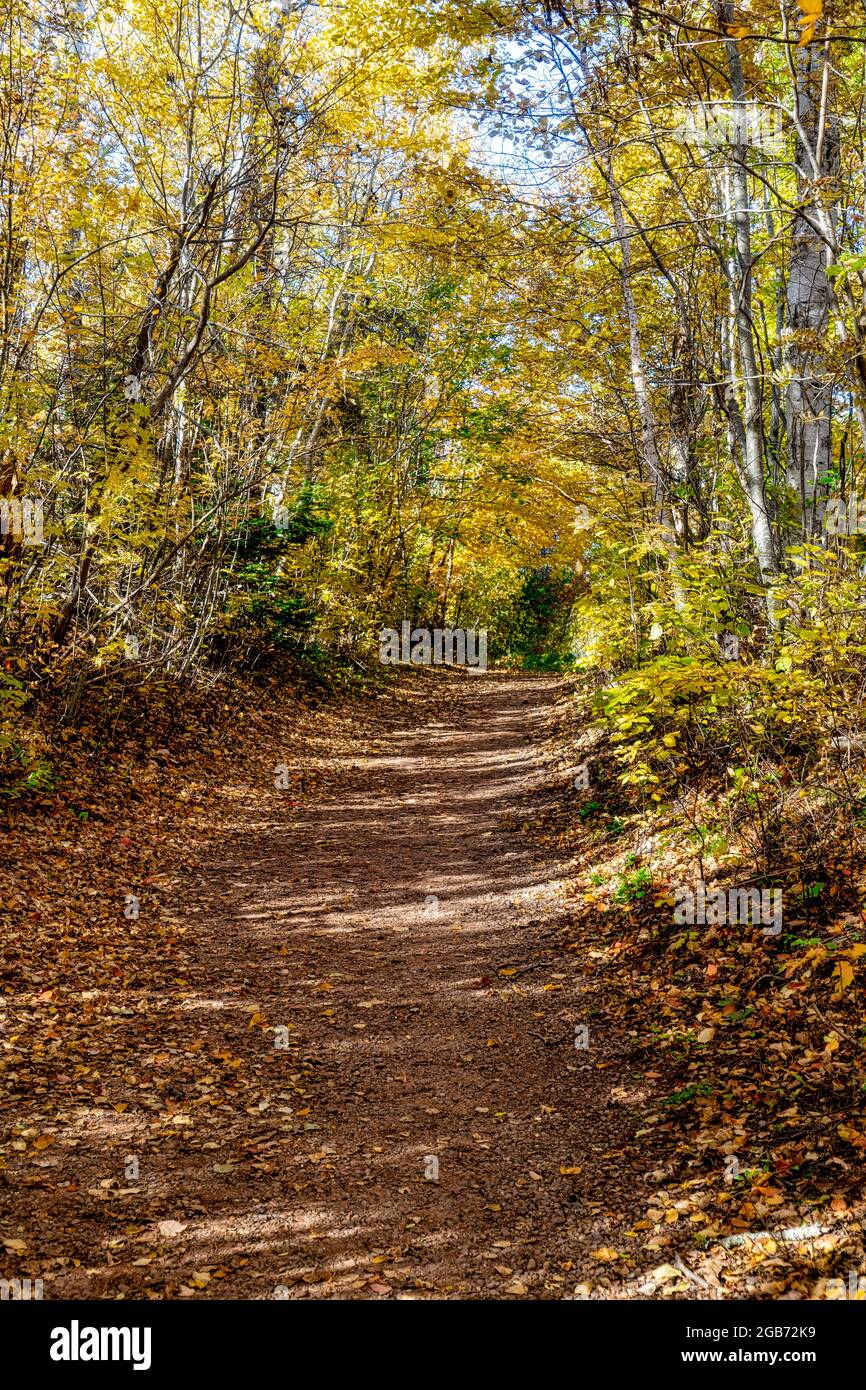 Hiking trails through the autumn woods Stock Photo - Alamy