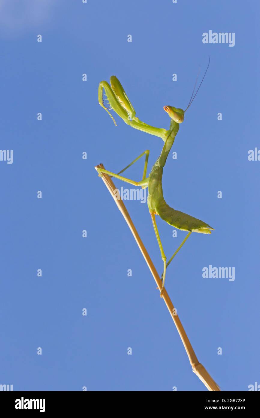 Praying mantis pose in nature hi-res stock photography and images - Alamy