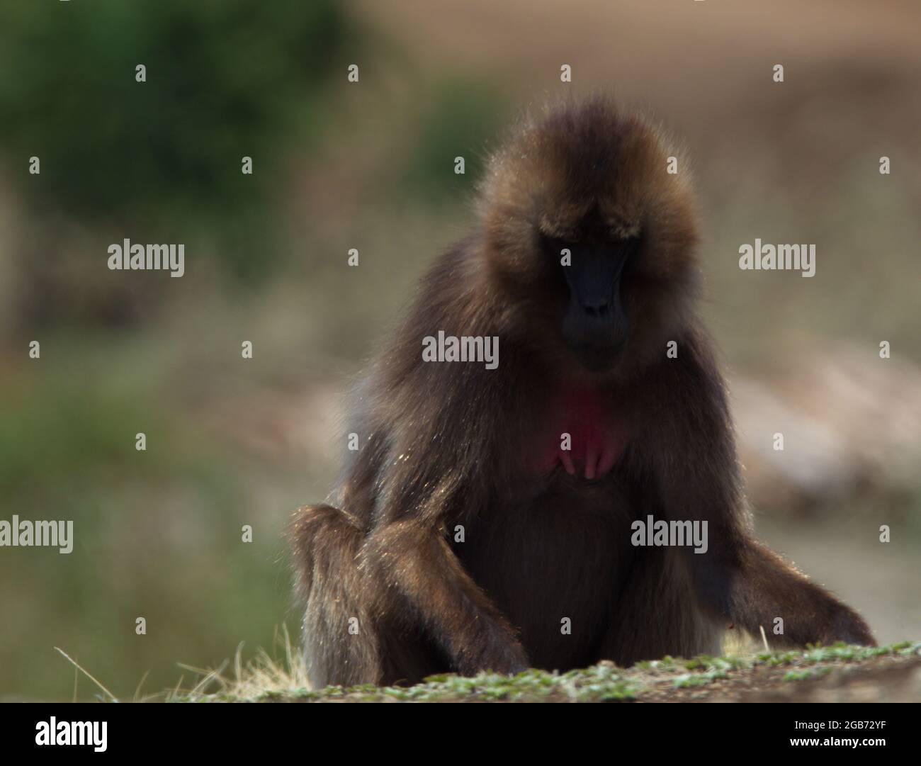 Closeup portrait of Gelada Monkey (Theropithecus gelada) playing with ...