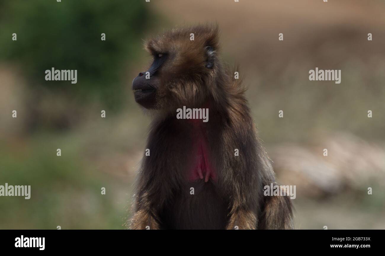Scary monkey looking at camera hi-res stock photography and images - Alamy