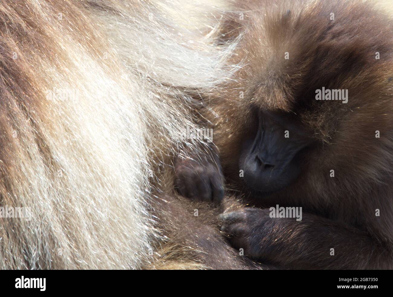 Closeup portrait of Gelada Monkey (Theropithecus gelada) grooming ...