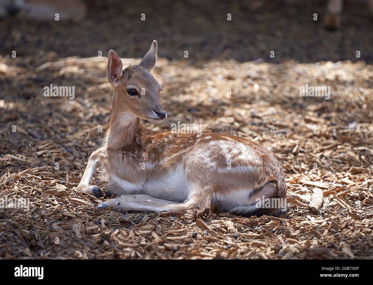 A young fallow deer rests lying on the ground Stock Photo - Alamy