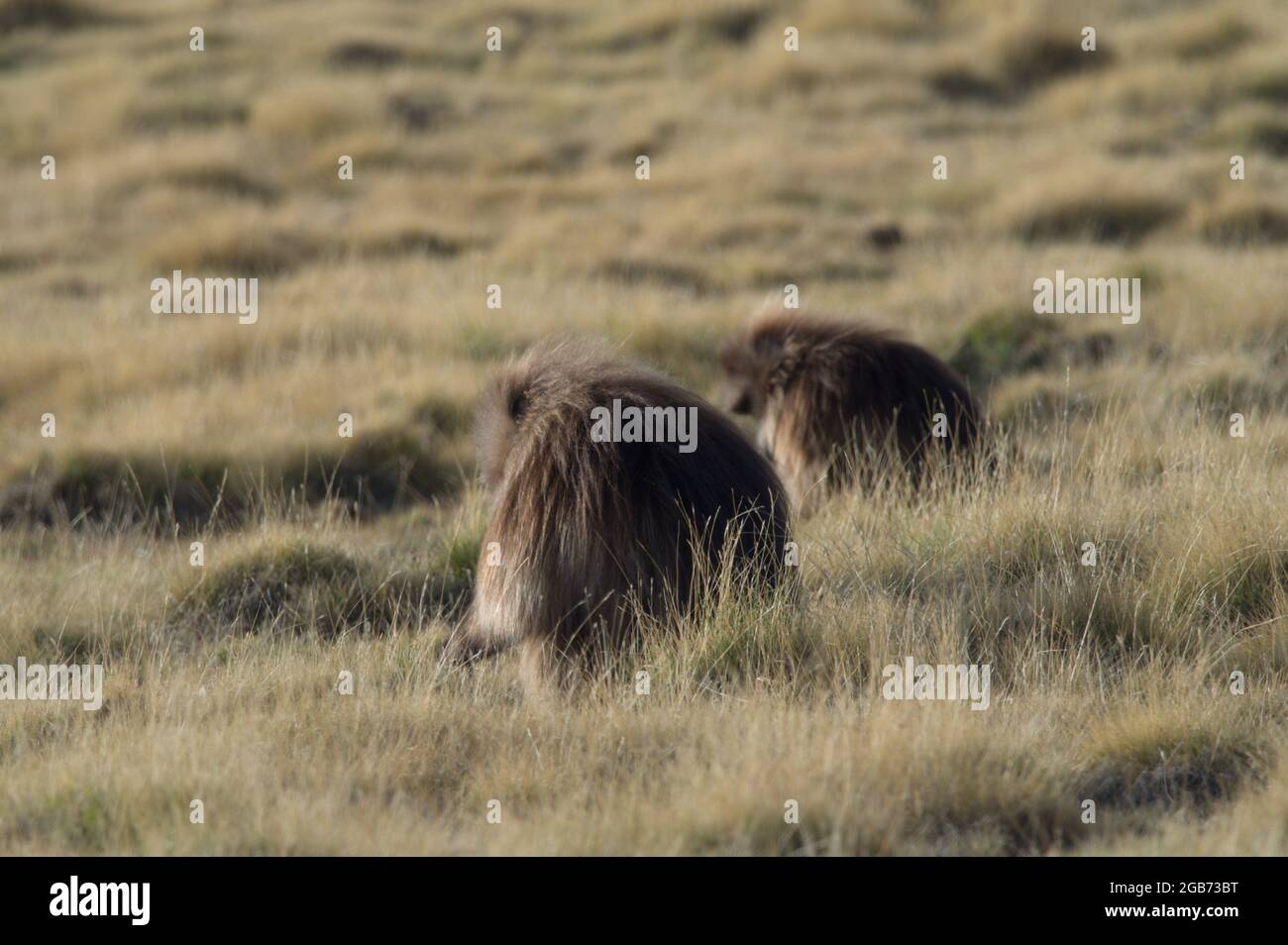 Closeup portrait of two Gelada Monkey (Theropithecus gelada) grazing on ...