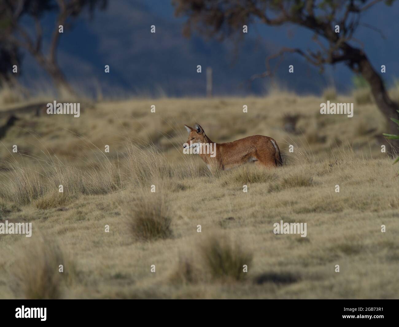 Simien Fox High Resolution Stock Photography and Images - Alamy