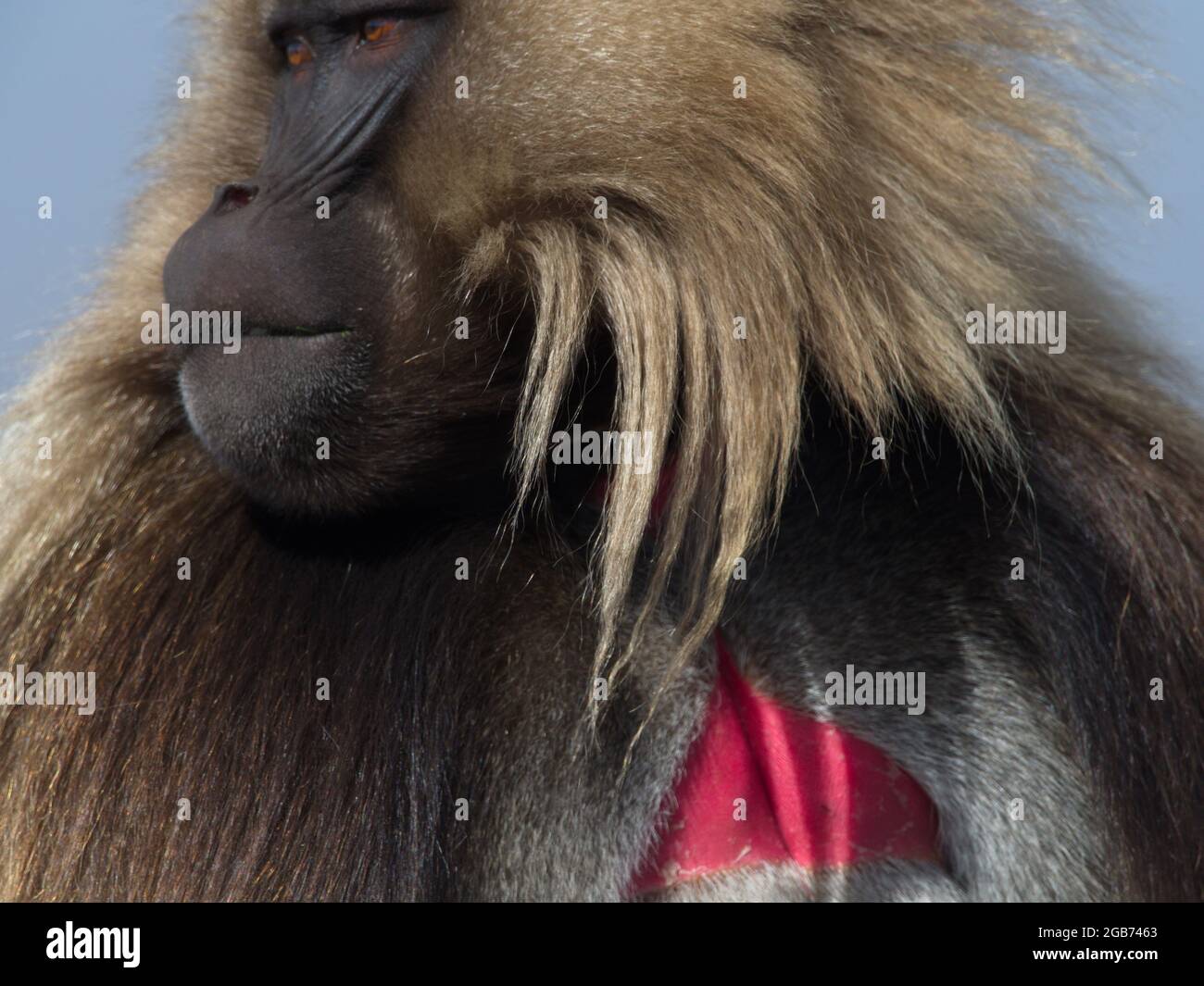 Closeup side on full face portrait of Gelada Monkey (Theropithecus ...