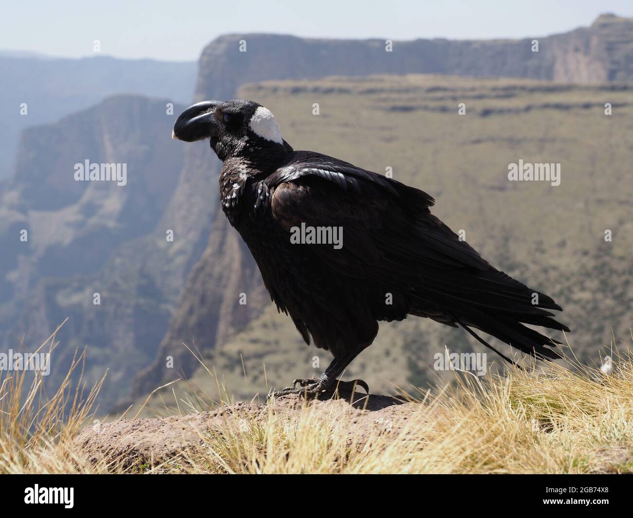 Closeup portrait of Thick-billed raven (Corvus crassirostris) resting ...