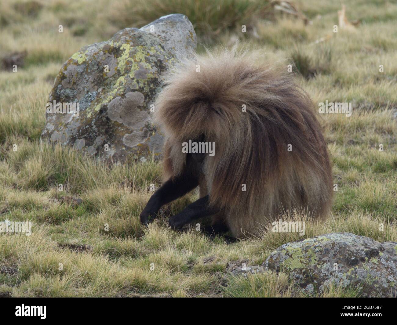 Baby monkey blowing hi-res stock photography and images - Alamy