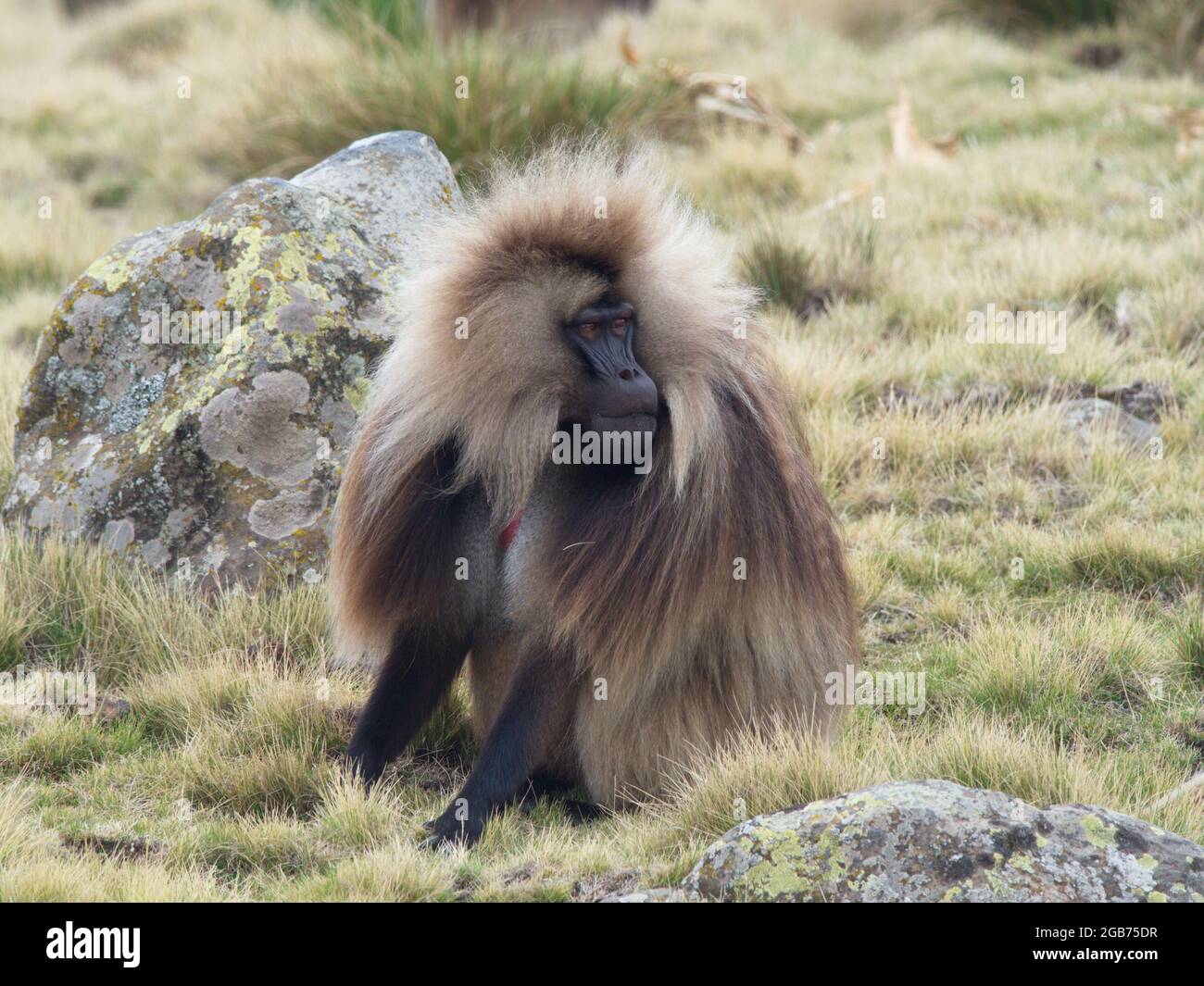 Side on portrait of Gelada Monkey (Theropithecus gelada) grazing ...