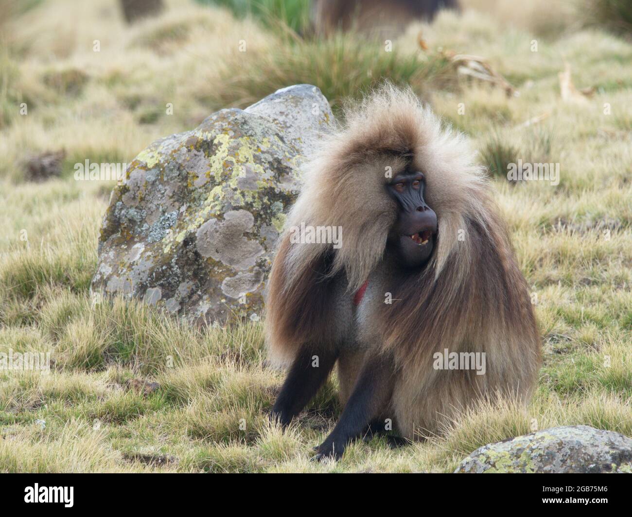 Side on portrait of Gelada Monkey (Theropithecus gelada) showing teeth ...
