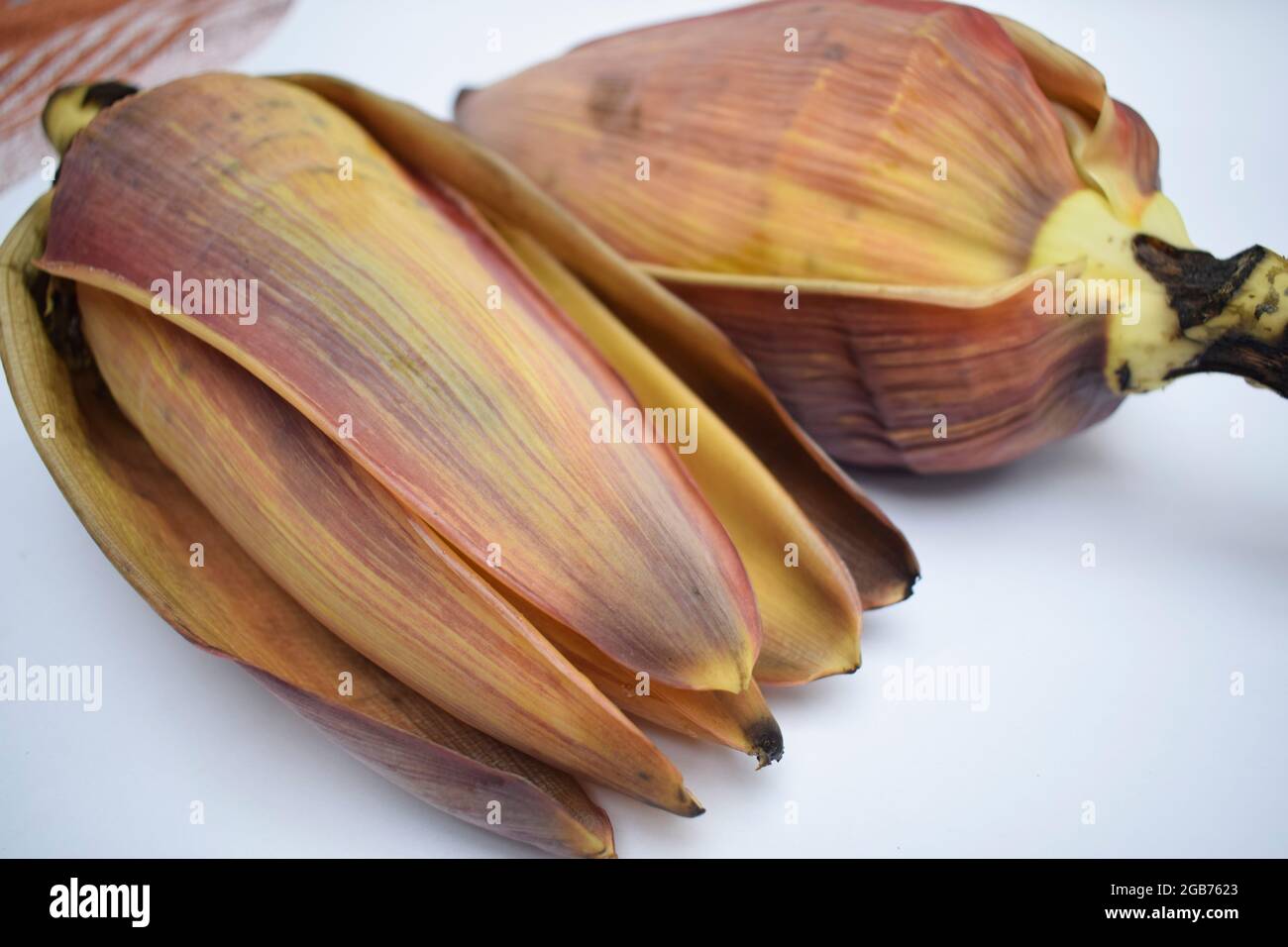 Musa Acuminata Musa Balbisiana Flower High Resolution Stock Photography ...
