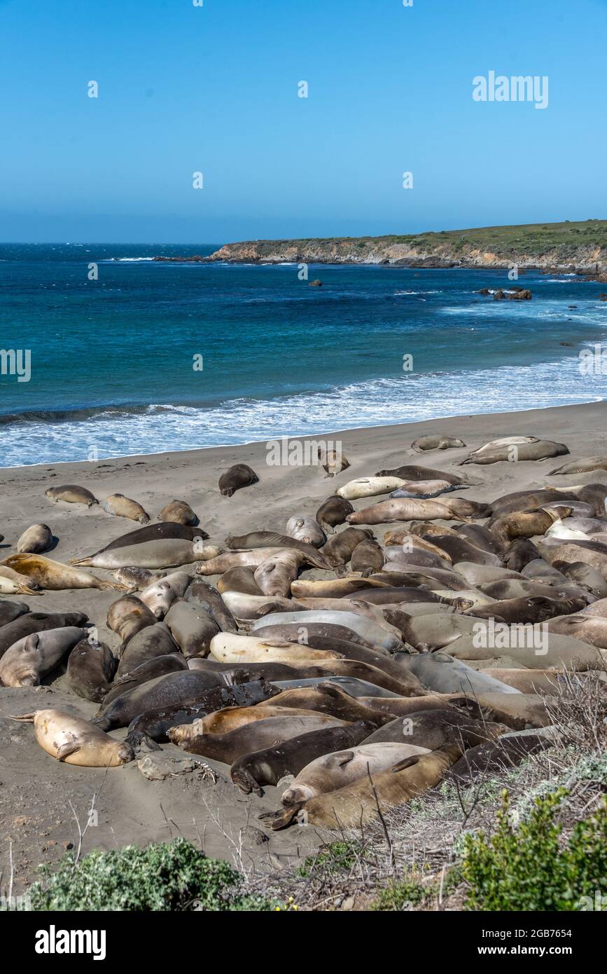Overview of elephant seal rookery at Piedras Blancas beaches and point ...
