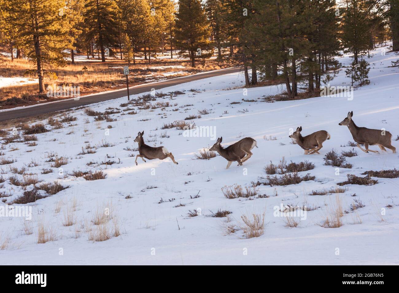 Deer about to cross or crossing the road in Utah Stock Photo - Alamy