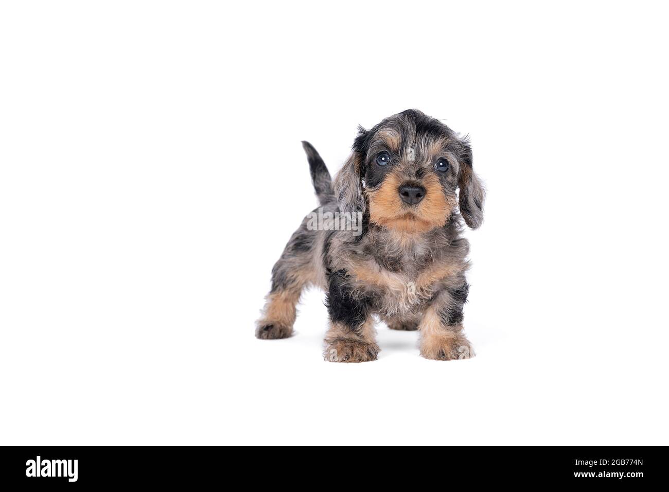 Closeup of a bi-colored wire-haired Dachshund dog puppy isolated on a ...