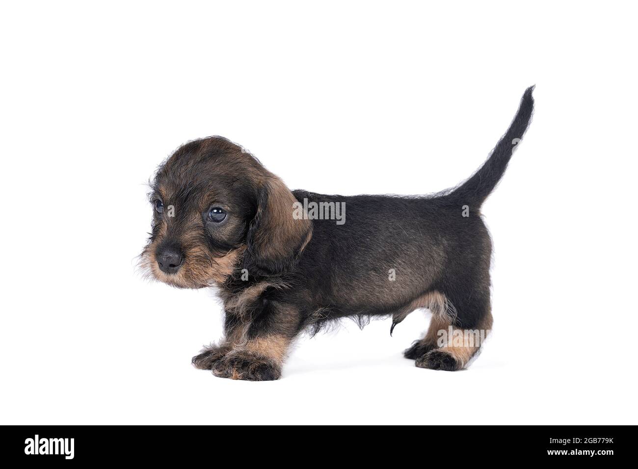 Closeup of a bi-colored wire-haired Dachshund dog puppy isolated on a ...