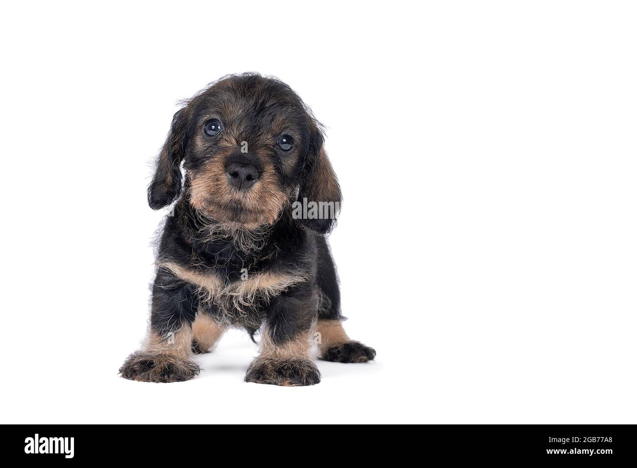 Closeup of a bi-colored wire-haired Dachshund dog puppy isolated on a ...