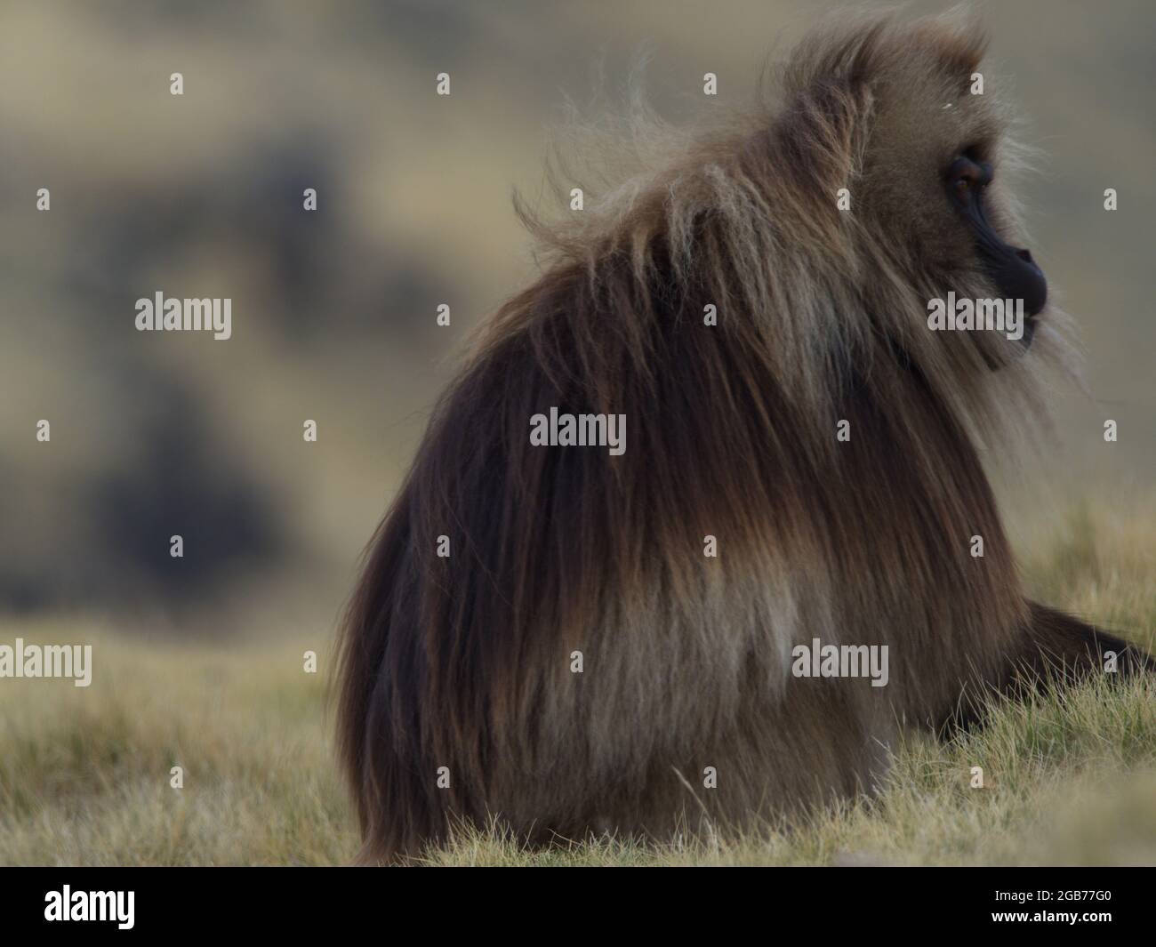 Side on portrait of Gelada Monkey (Theropithecus gelada) fur blowing in ...