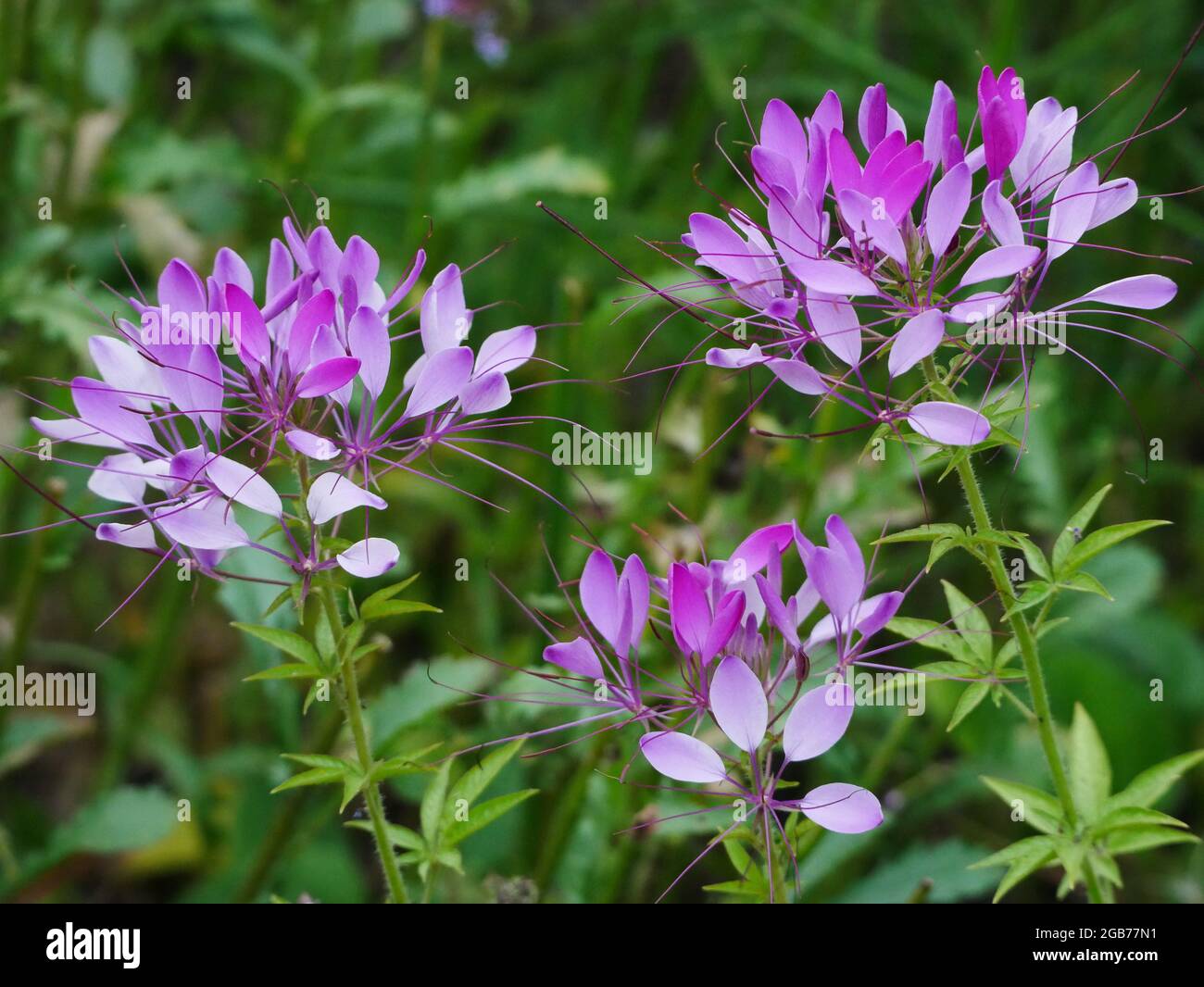 Cleome flowers hi-res stock photography and images - Alamy