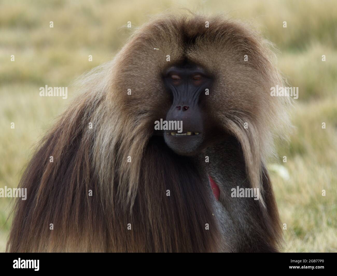 Side on portrait of Gelada Monkey (Theropithecus gelada) showing teeth ...