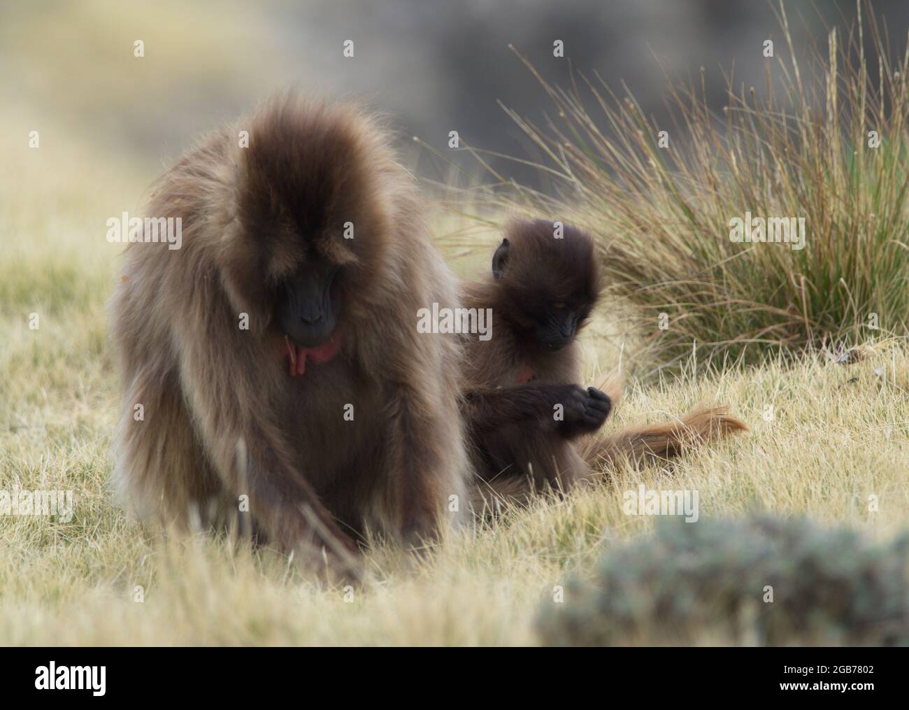 Side on portrait of Gelada Monkey (Theropithecus gelada) mother and ...