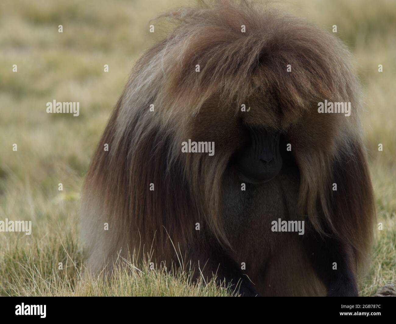 Head on portrait of Gelada Monkey (Theropithecus gelada) looking down ...