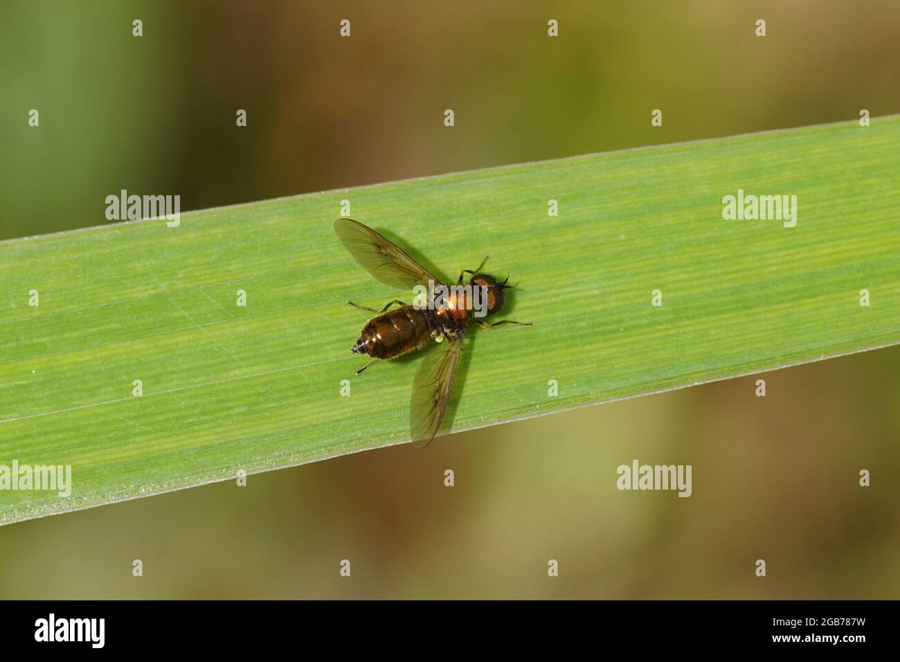 Male Chloromyia formosa, family Soldierflies (Stratiomyidae) on a leaf ...