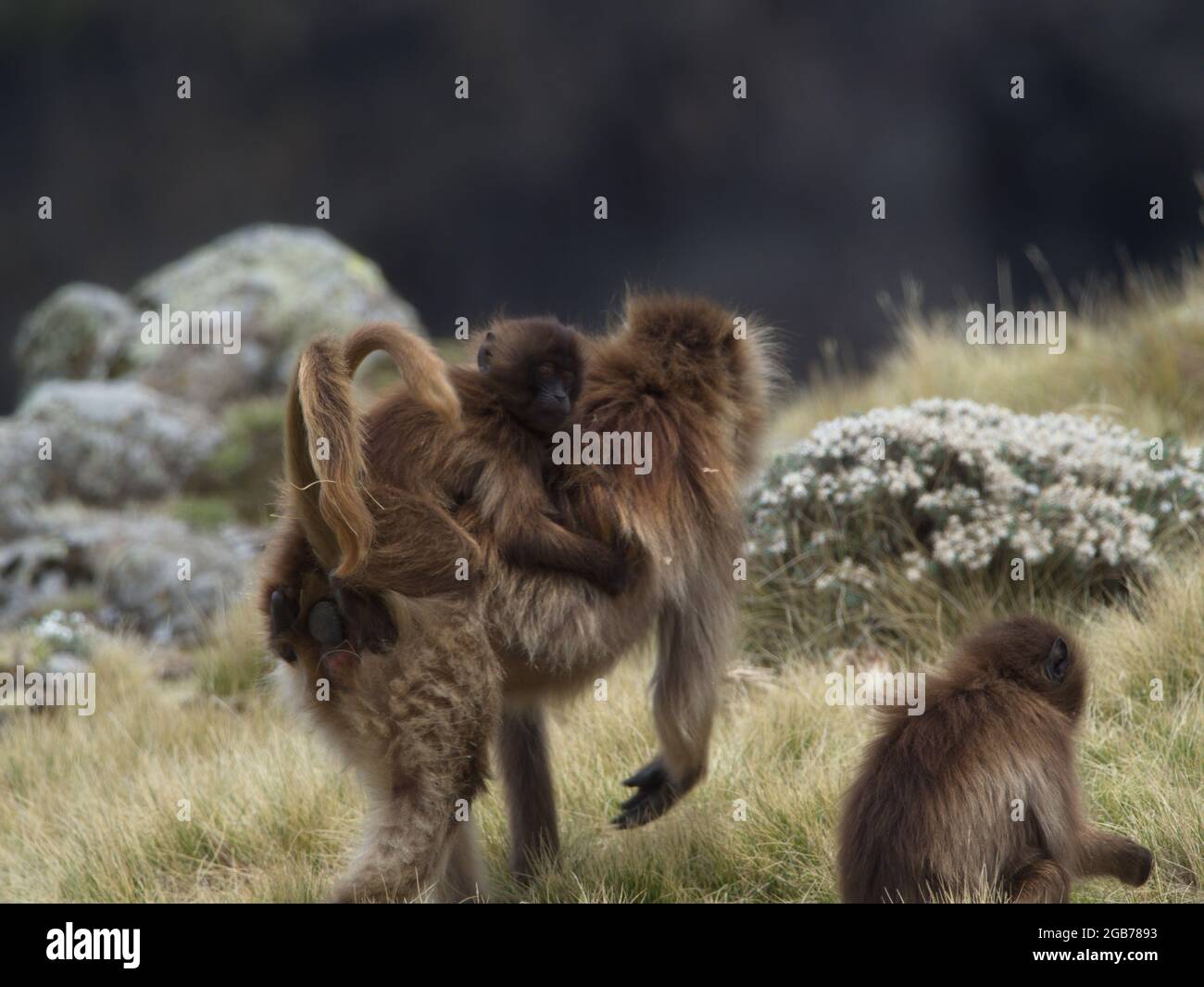 Closeup portrait of Gelada Monkey (Theropithecus gelada) family mother ...