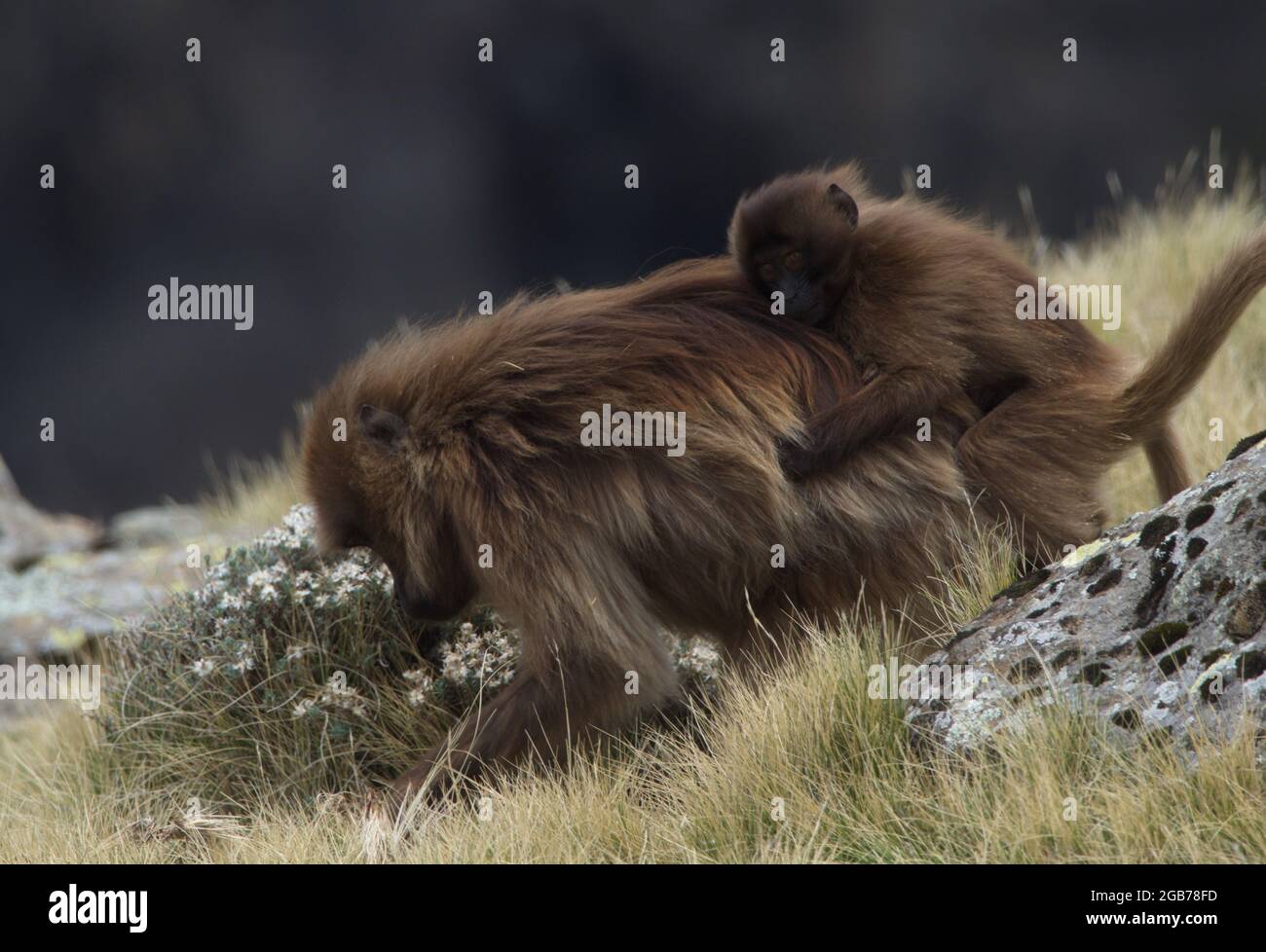 Closeup portrait of Gelada Monkey (Theropithecus gelada) mother grazing ...