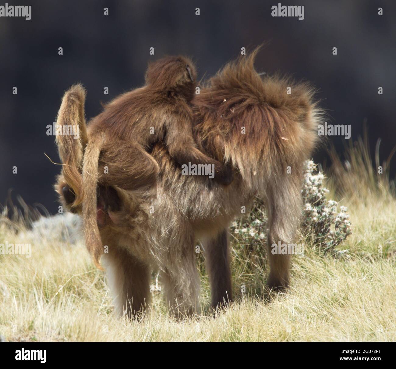 Closeup portrait of Gelada Monkey (Theropithecus gelada) mother with ...