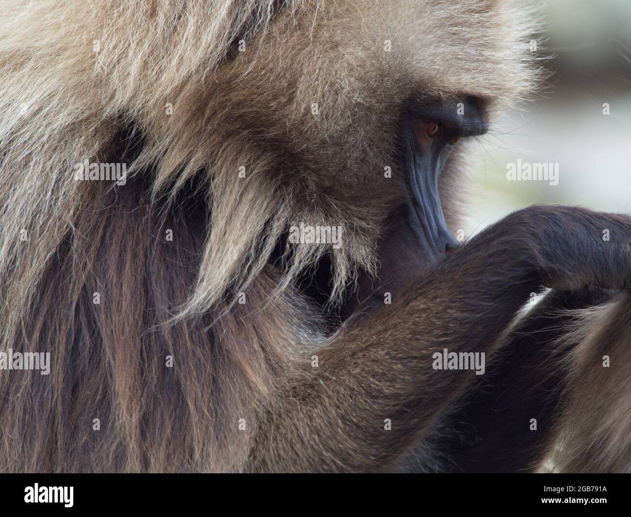 Closeup side on portrait of Gelada Monkey (Theropithecus gelada ...
