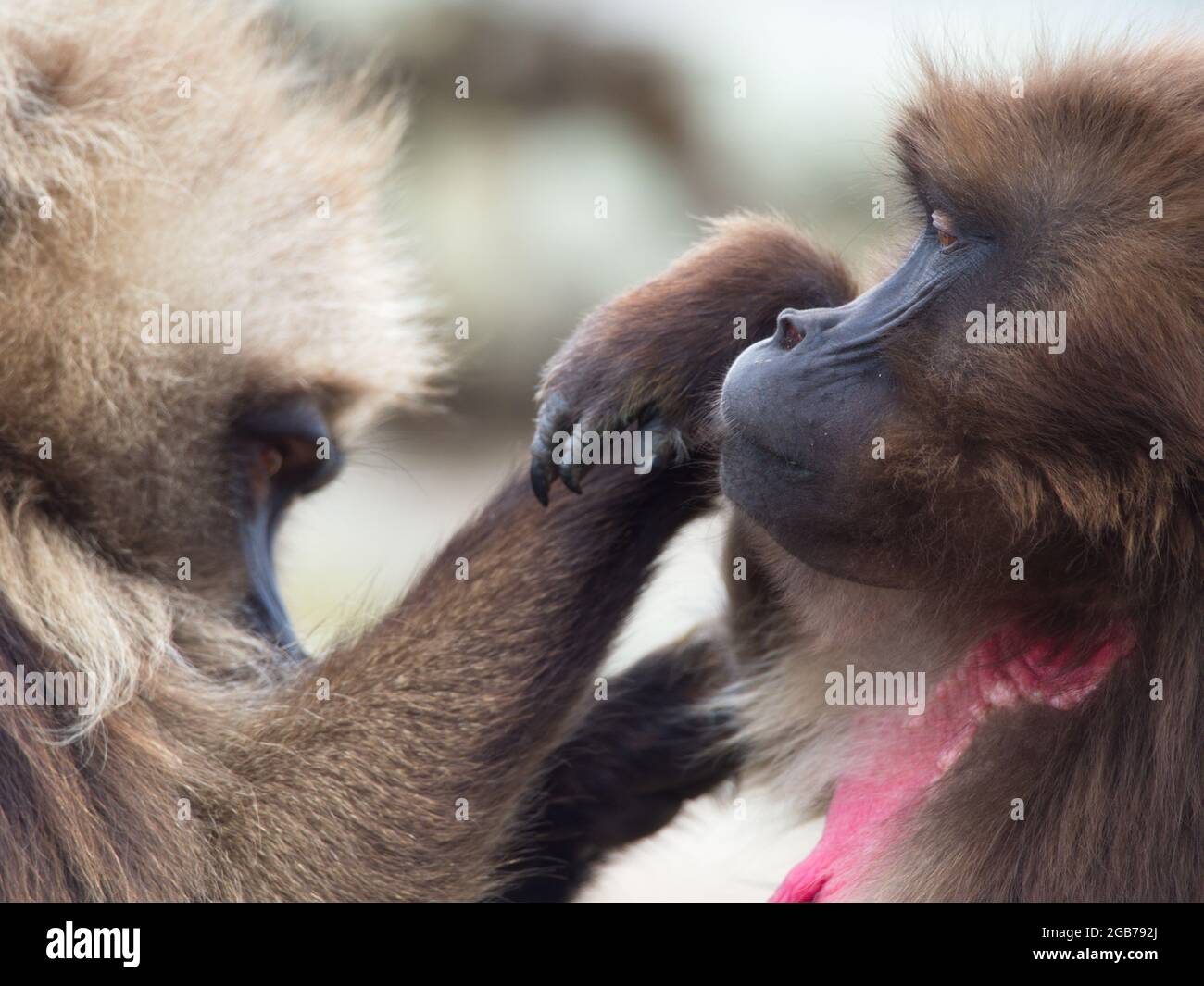 Closeup side on portrait of two Gelada Monkey (Theropithecus gelada ...