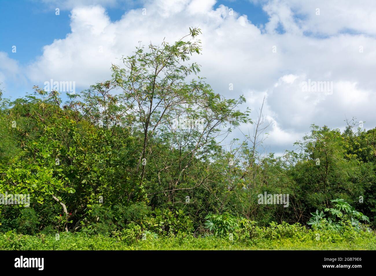Green trees in the blue sky on a very sunny day. Salvador, Bahia ...