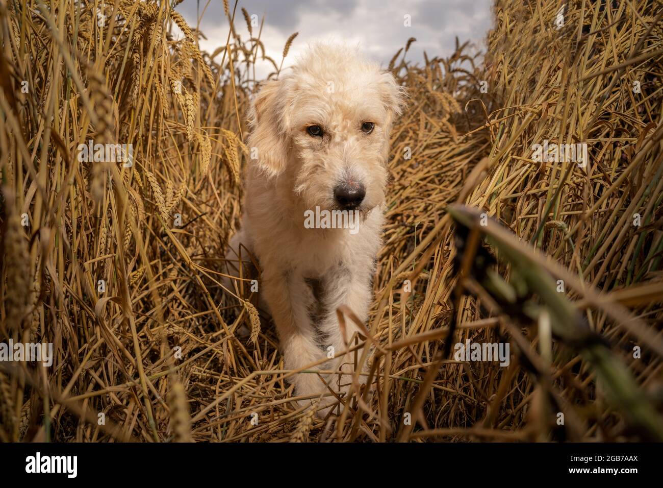Scruffy dog in a corn field Stock Photo - Alamy